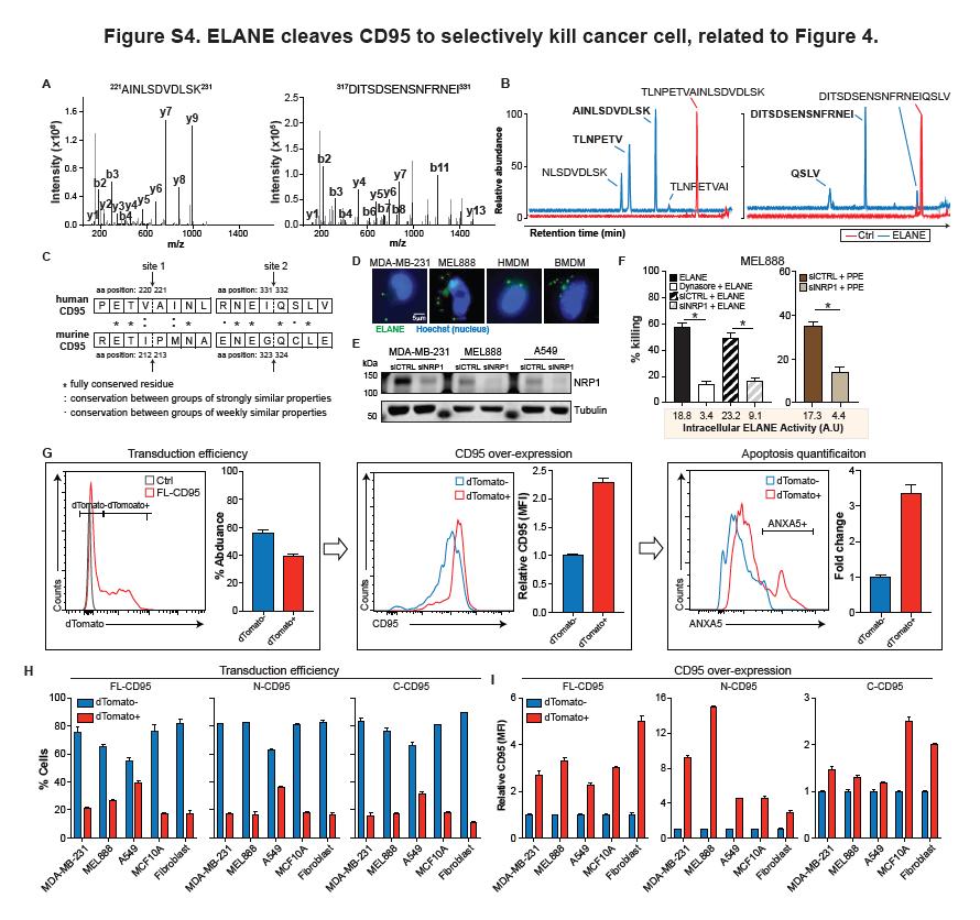 Adenovirus Packaging Services | VectorBuilder